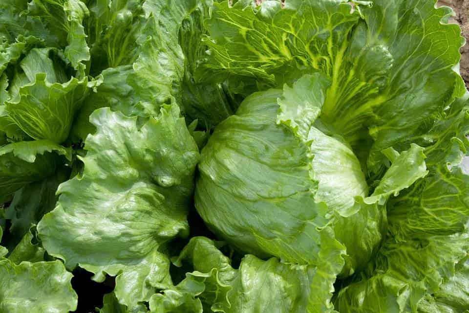 Propiedades de la lechuga