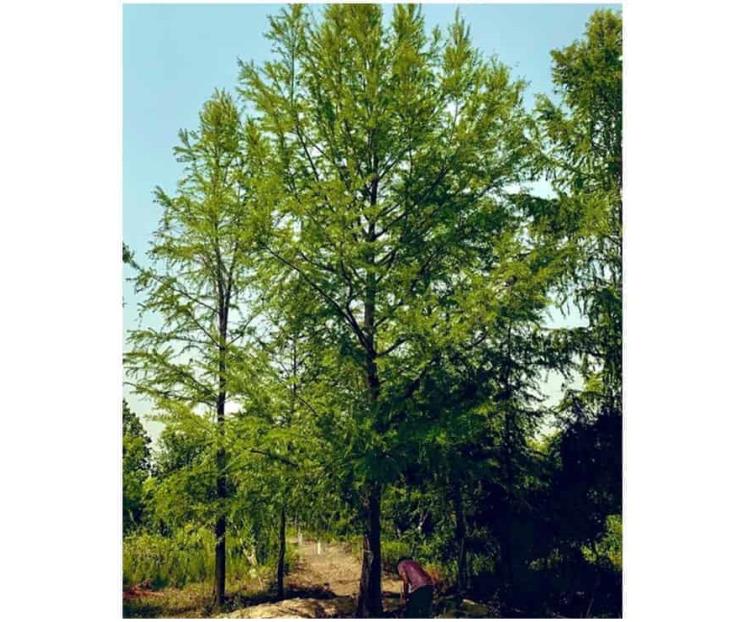 Así es el Ahuehuete que estará en Paseo de la Reforma