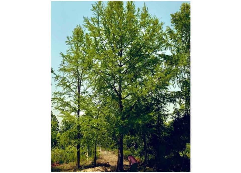 Así es el Ahuehuete que estará en Paseo de la Reforma