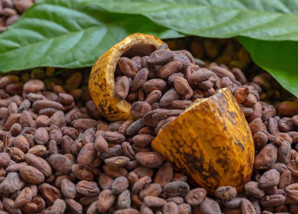Tabasco, la cuna del cacao en México