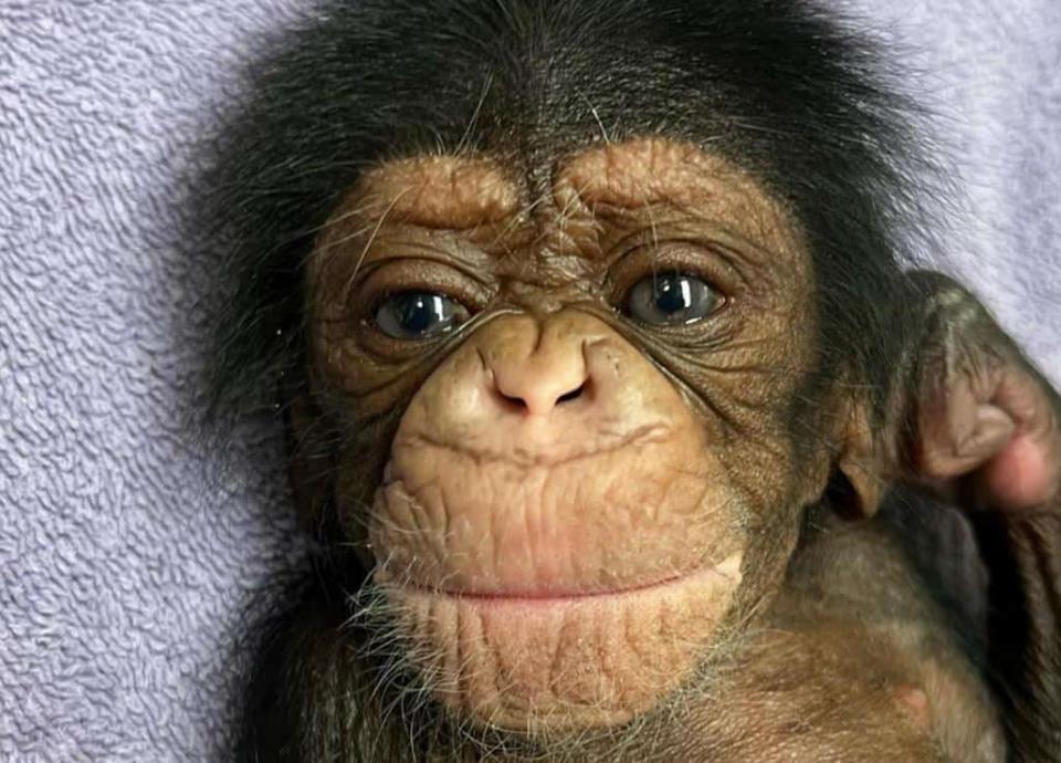 Se viraliza reacción de chimpancé con su cría en zoológico