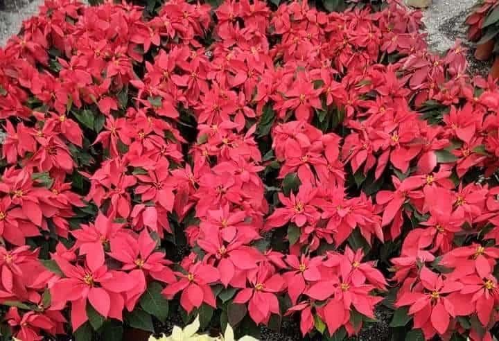 Flor de nochebuena: un regalo de México para el mundo